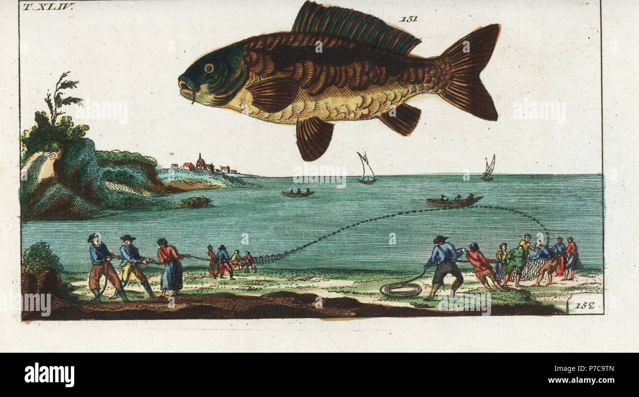 Common carp, Cyprinus carpio carpio 151, and fishermen and fishwives ...