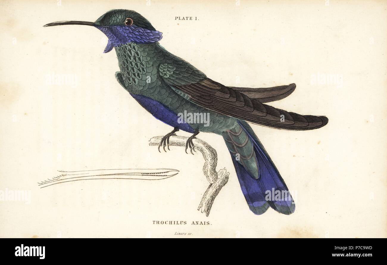 Green violetear hummingbird, Colibri thalassinus (Blue-bellied saw ...