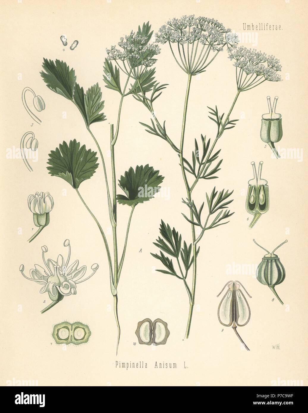 Anise or aniseed, Pimpinella anisum. Chromolithograph after a botanical ...