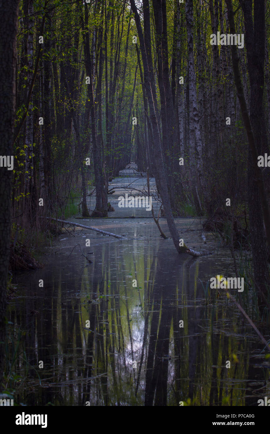 Early spring, small river, black alder forest Stock Photo - Alamy