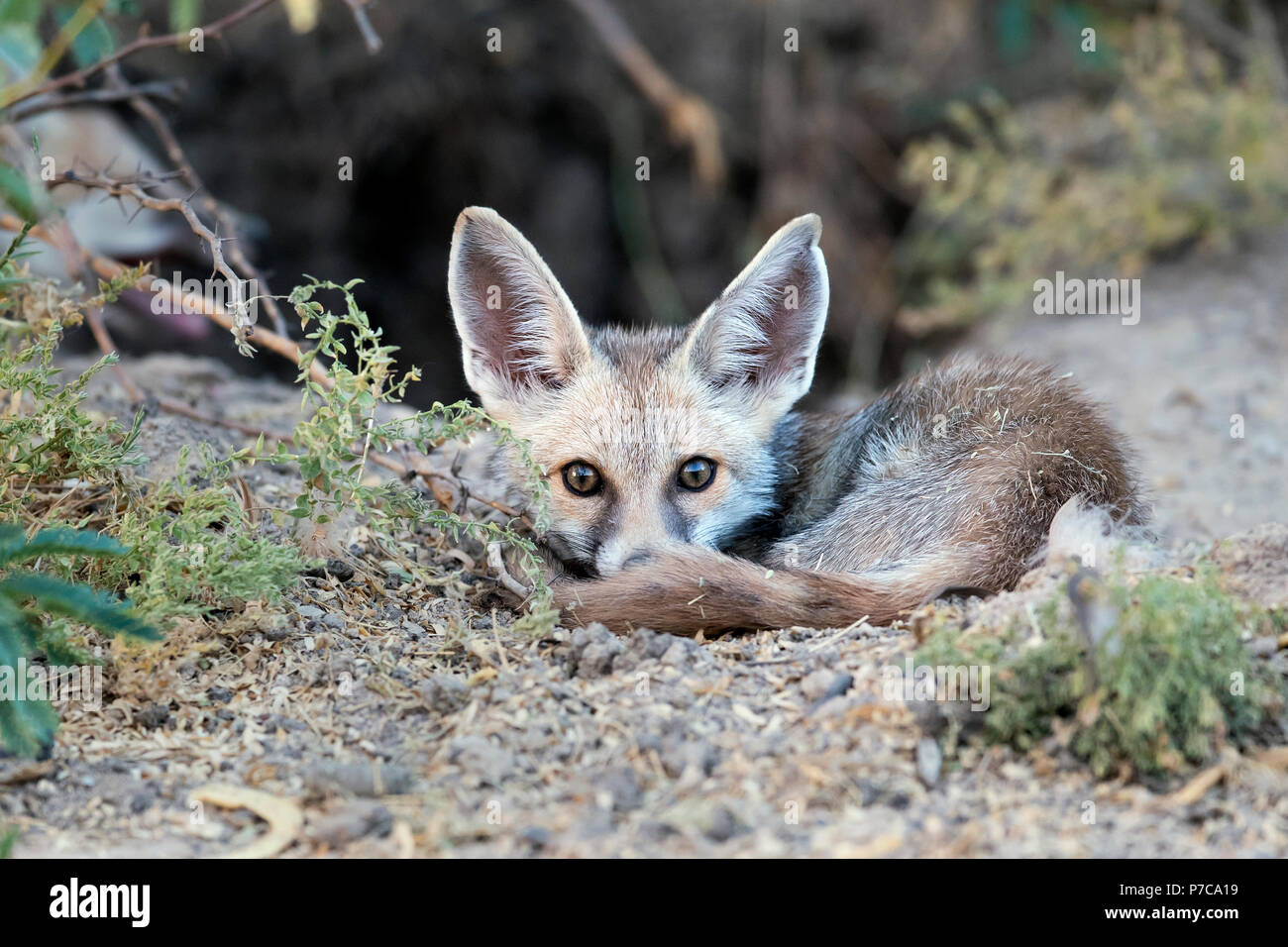 The image of Desert fox or white-footed fox (Vulpes vulpes pusilla) pup ...