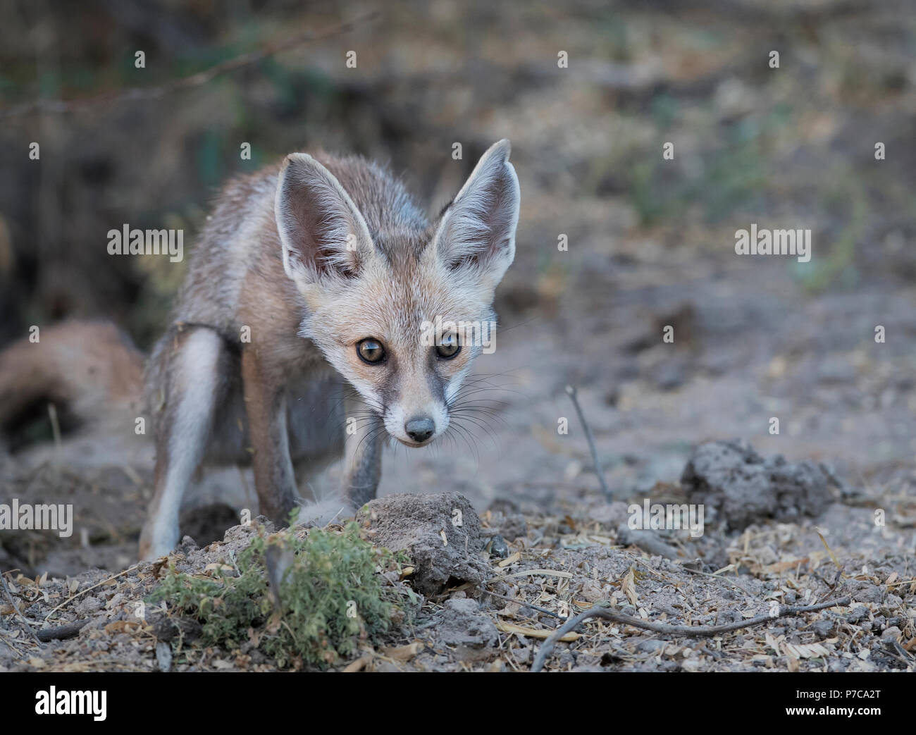 The image of Desert fox or white-footed fox (Vulpes vulpes pusilla) pup ...