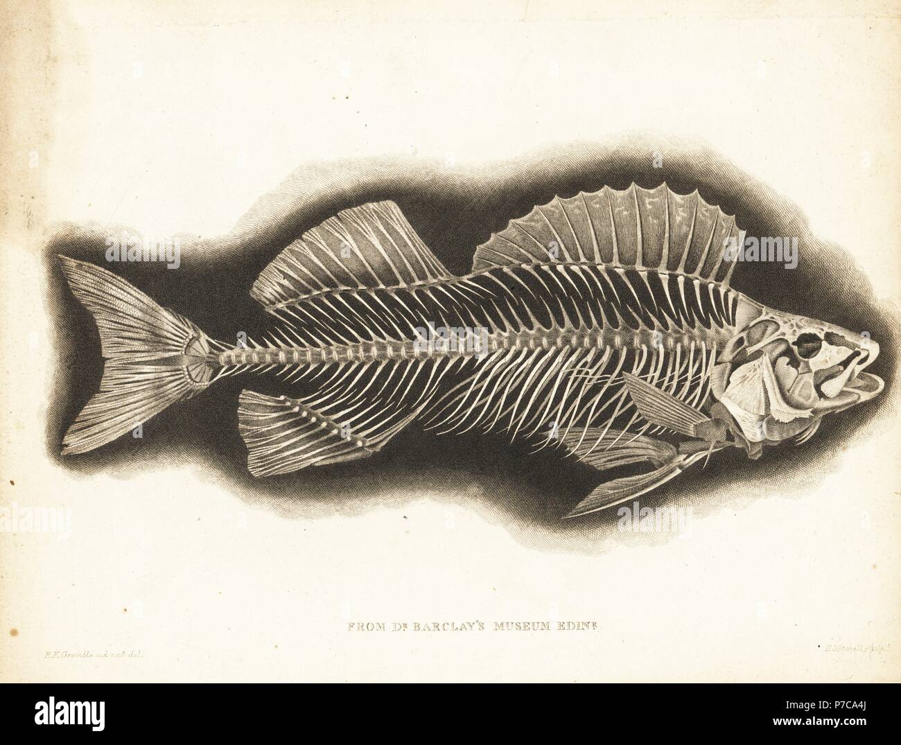 Fish bones perch hi-res stock photography and images - Alamy