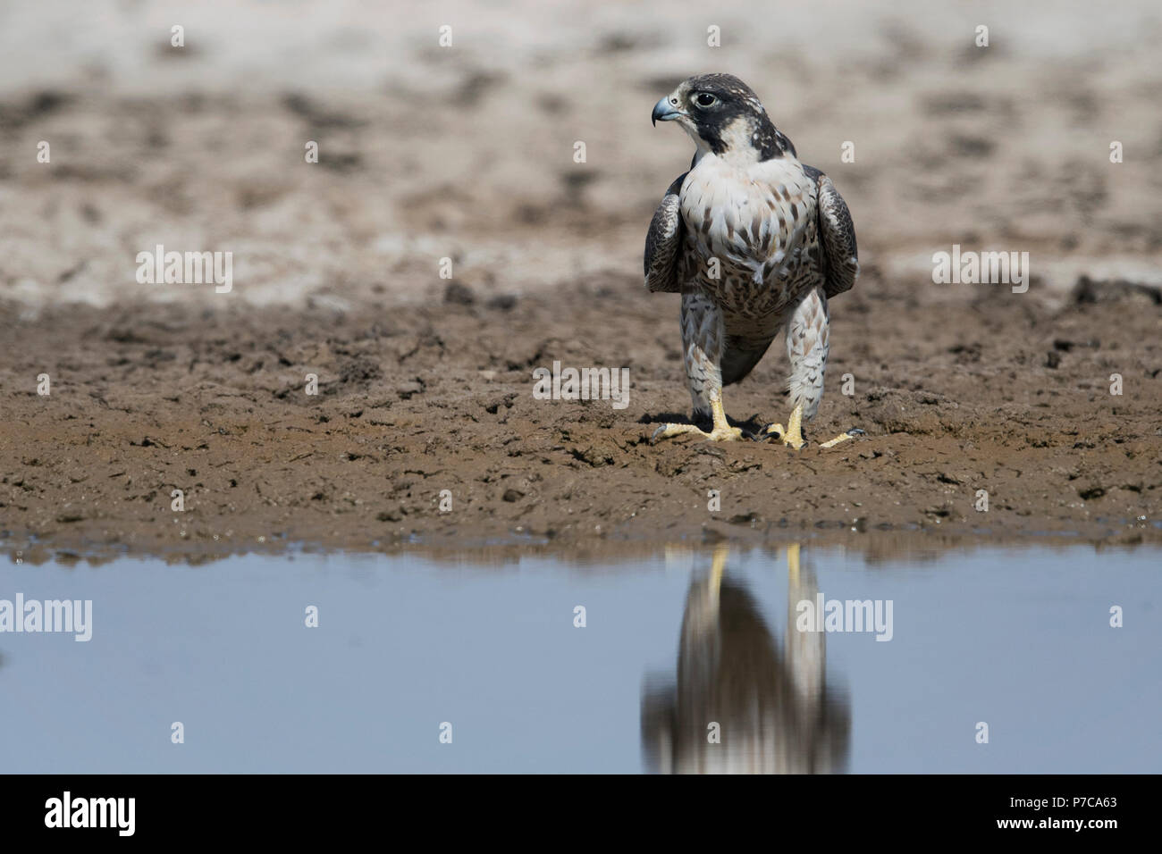 The image of peregrine falcon (Falco peregrinus) in Kutch, Gujurat ...