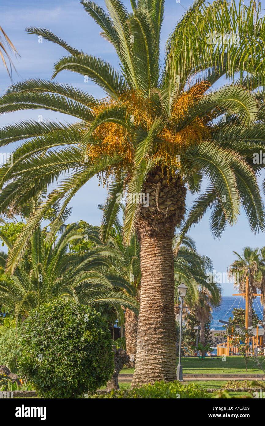 Date Palm Tree Dubai High Resolution Stock Photography and Images - Alamy