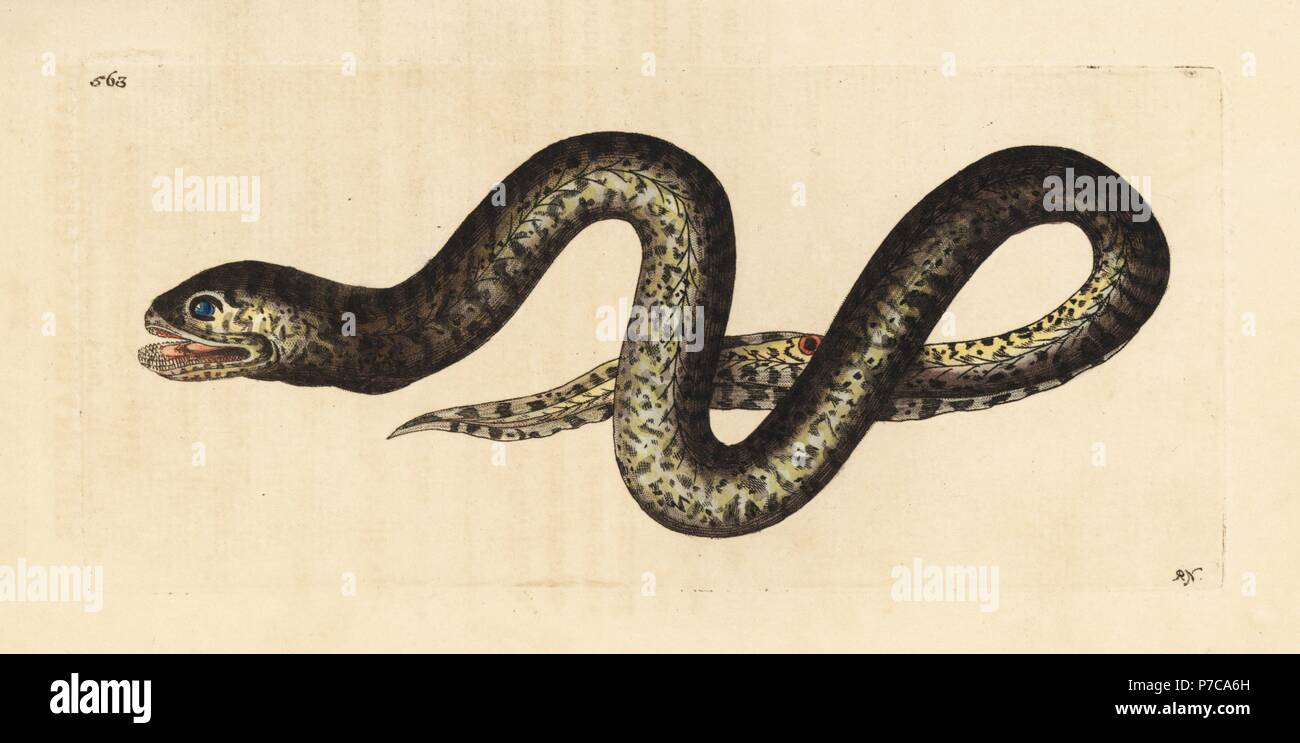 Mottled swamp eel, Synbranchus marmoratus (Marbled synbranchus ...