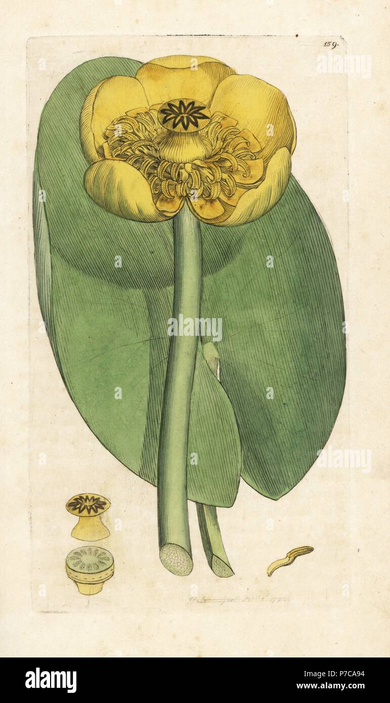 Yellow waterlily, Nuphar lutea (Nymphaea lutea). Handcoloured ...