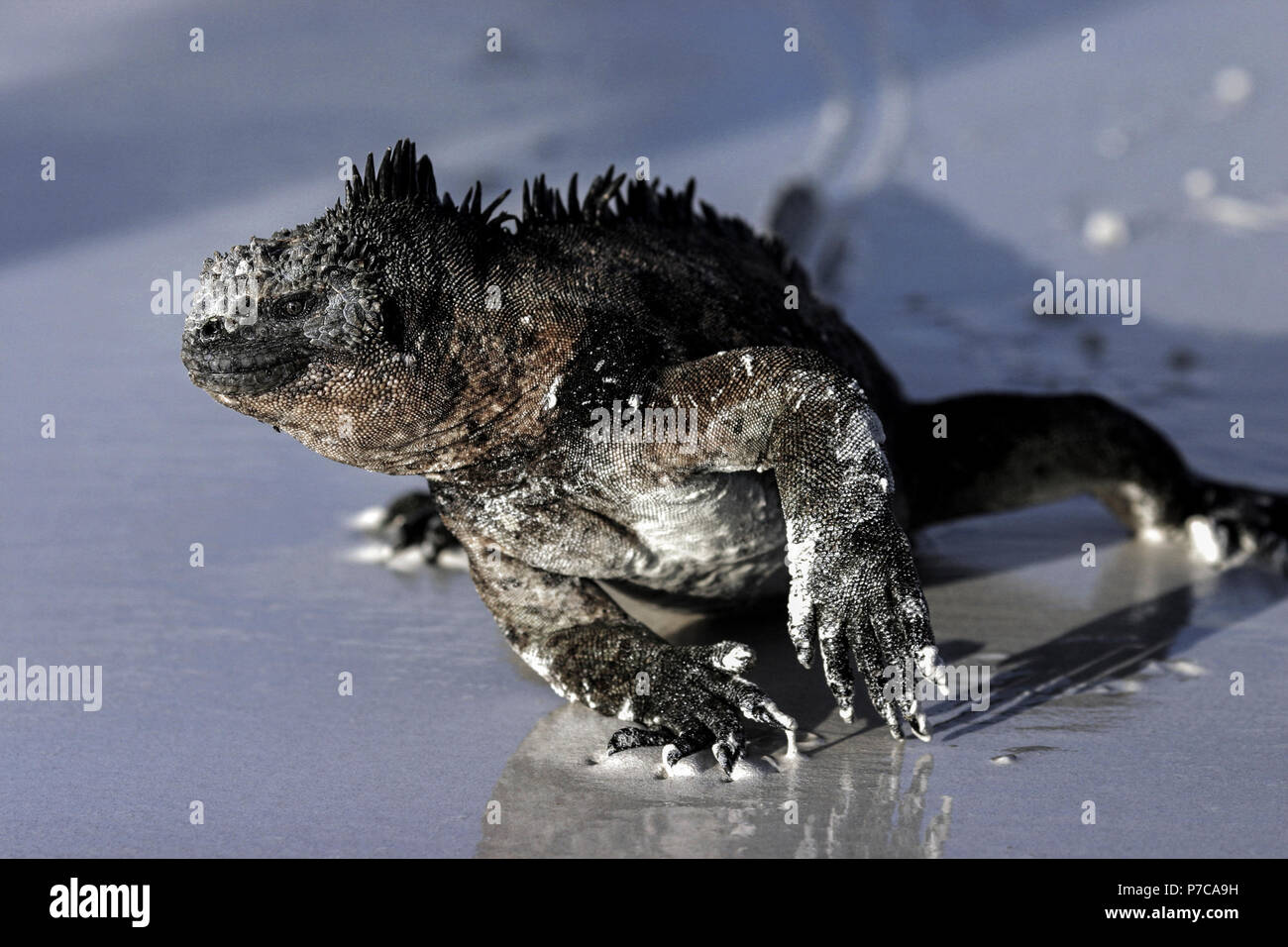Marine iguana (Amblyrhynchus cristatus) on beach at Isabela Island ...