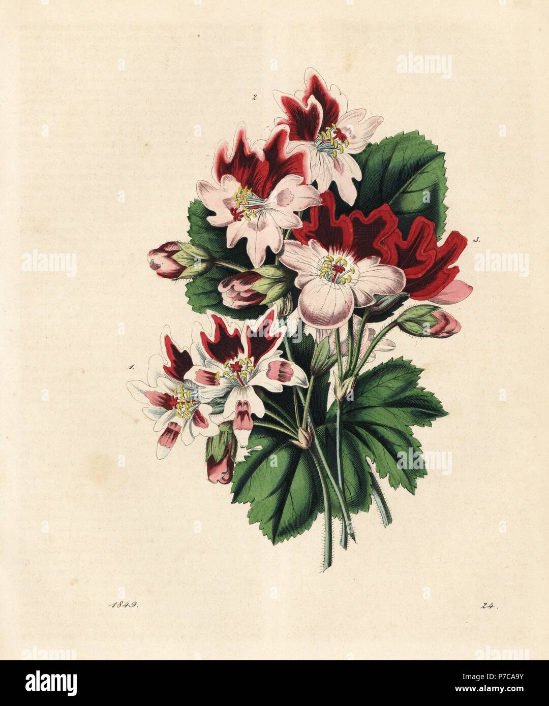 Varieties of geraniums or pelargoniums: the Clown, the Harlequin and ...