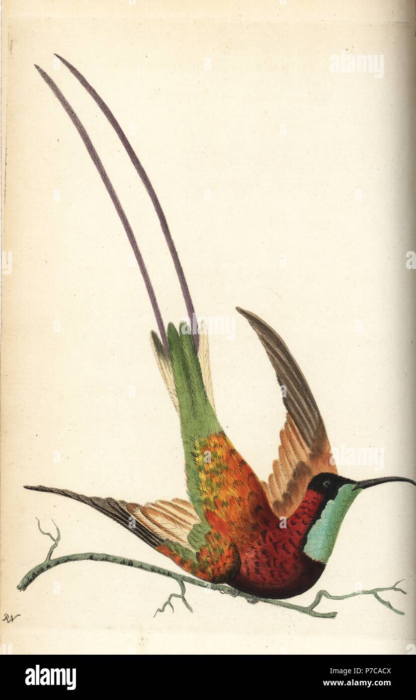 Topaz throated hummingbird hi-res stock photography and images - Alamy