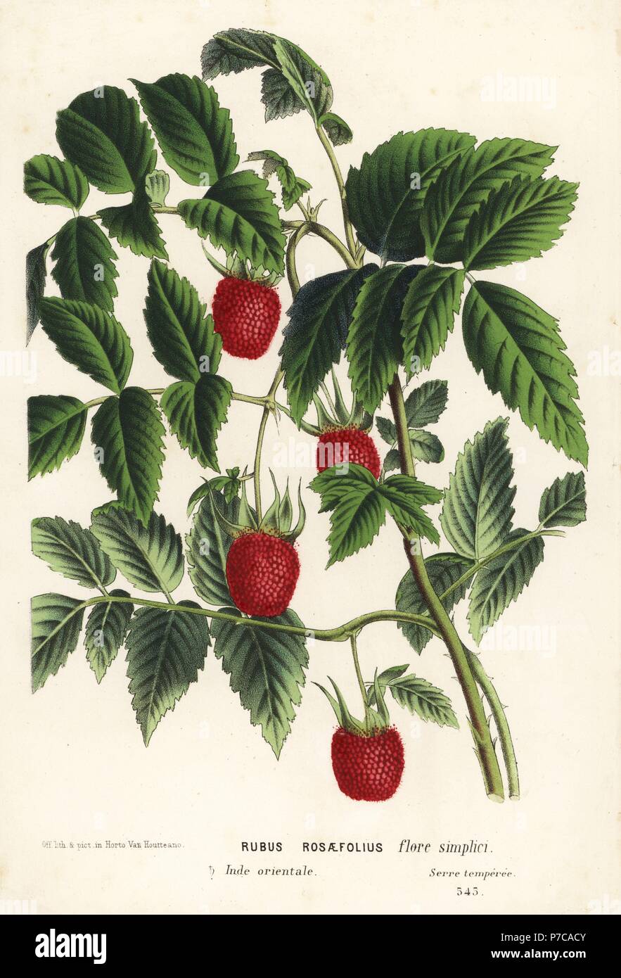 Roseleaf bramble or West Indian raspberry, Rubus rosifolius (Rubus ...