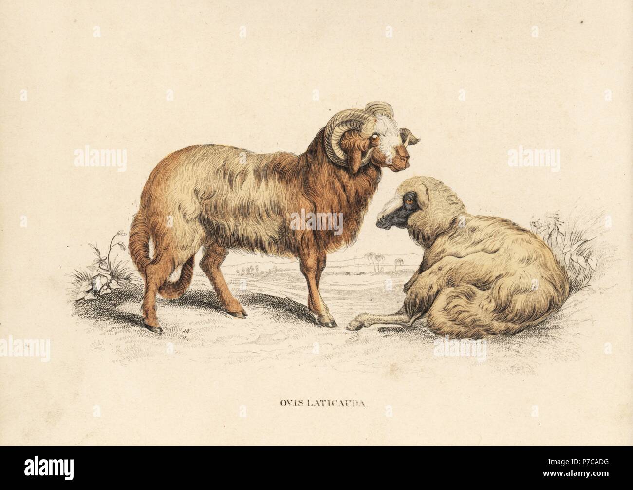 Broad tailed sheep hi-res stock photography and images - Alamy