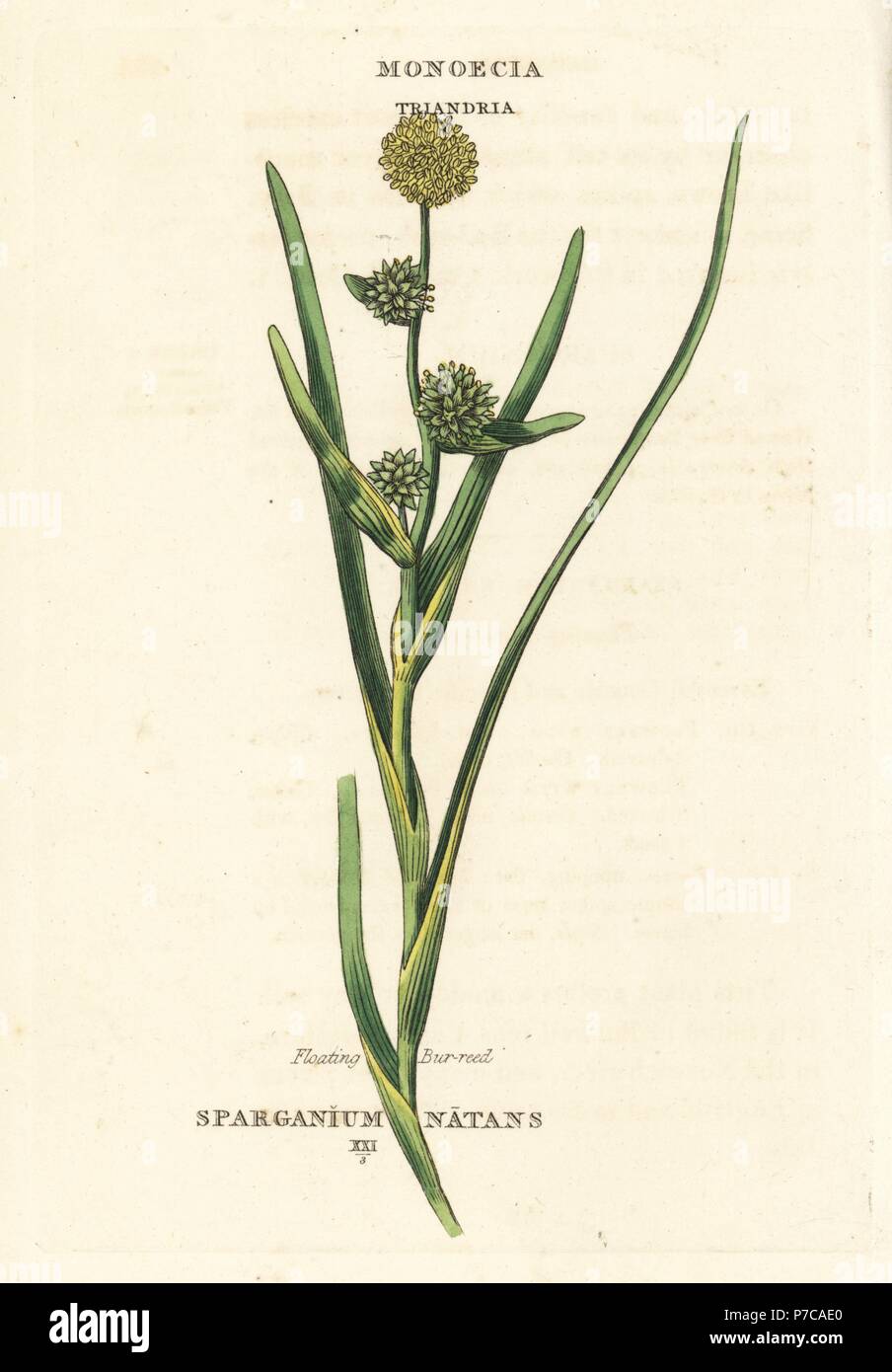 Floating bur-reed, Sparganium natans. Handcoloured copperplate ...