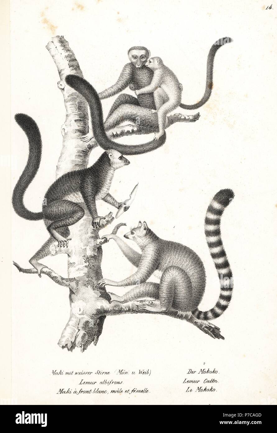 White-headed lemur, Eulemur albifrons, male and female, endangered 1 ...