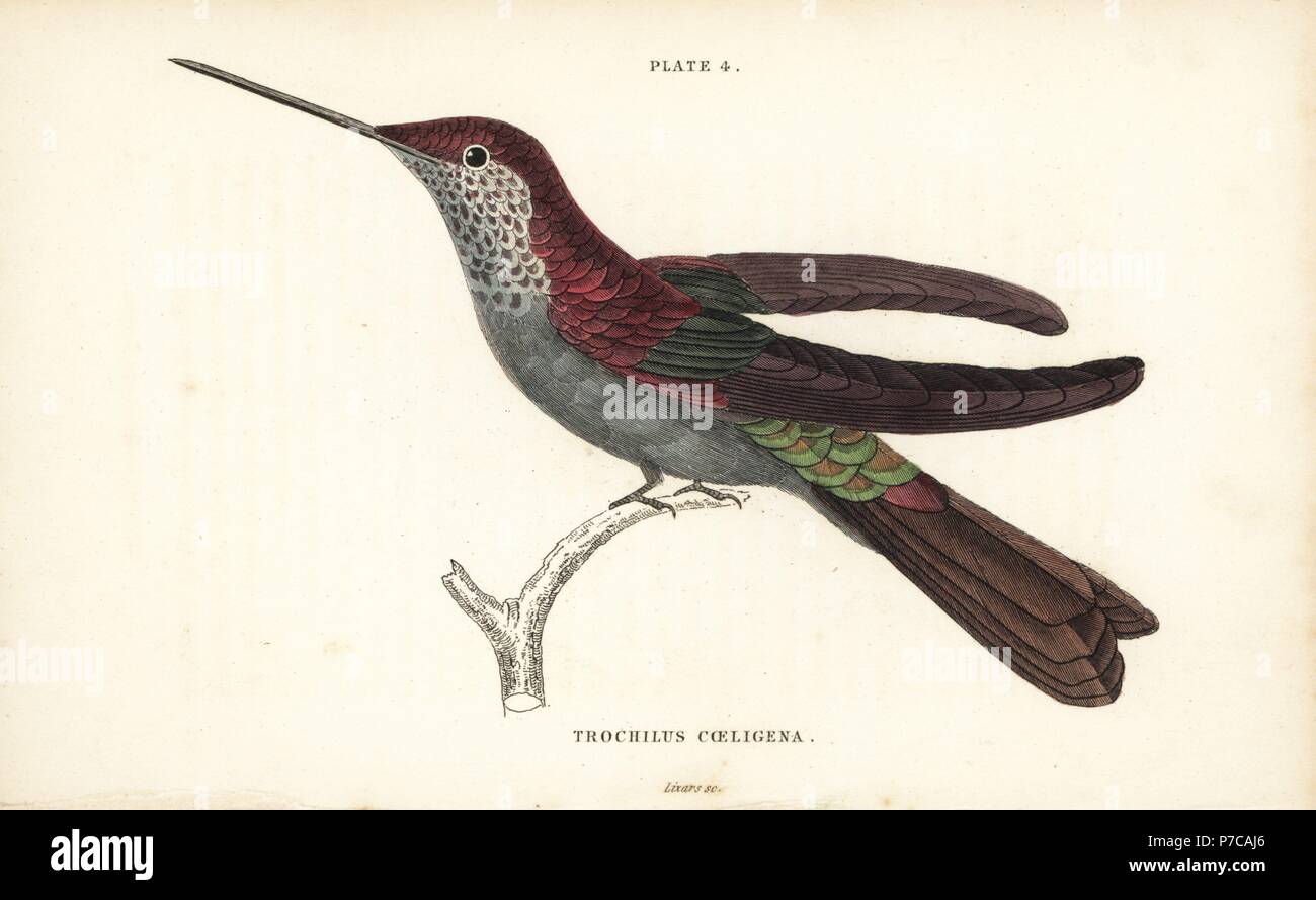 Bronzy inca, Coeligena coeligena (Purple hummingbird, Trochilus ...