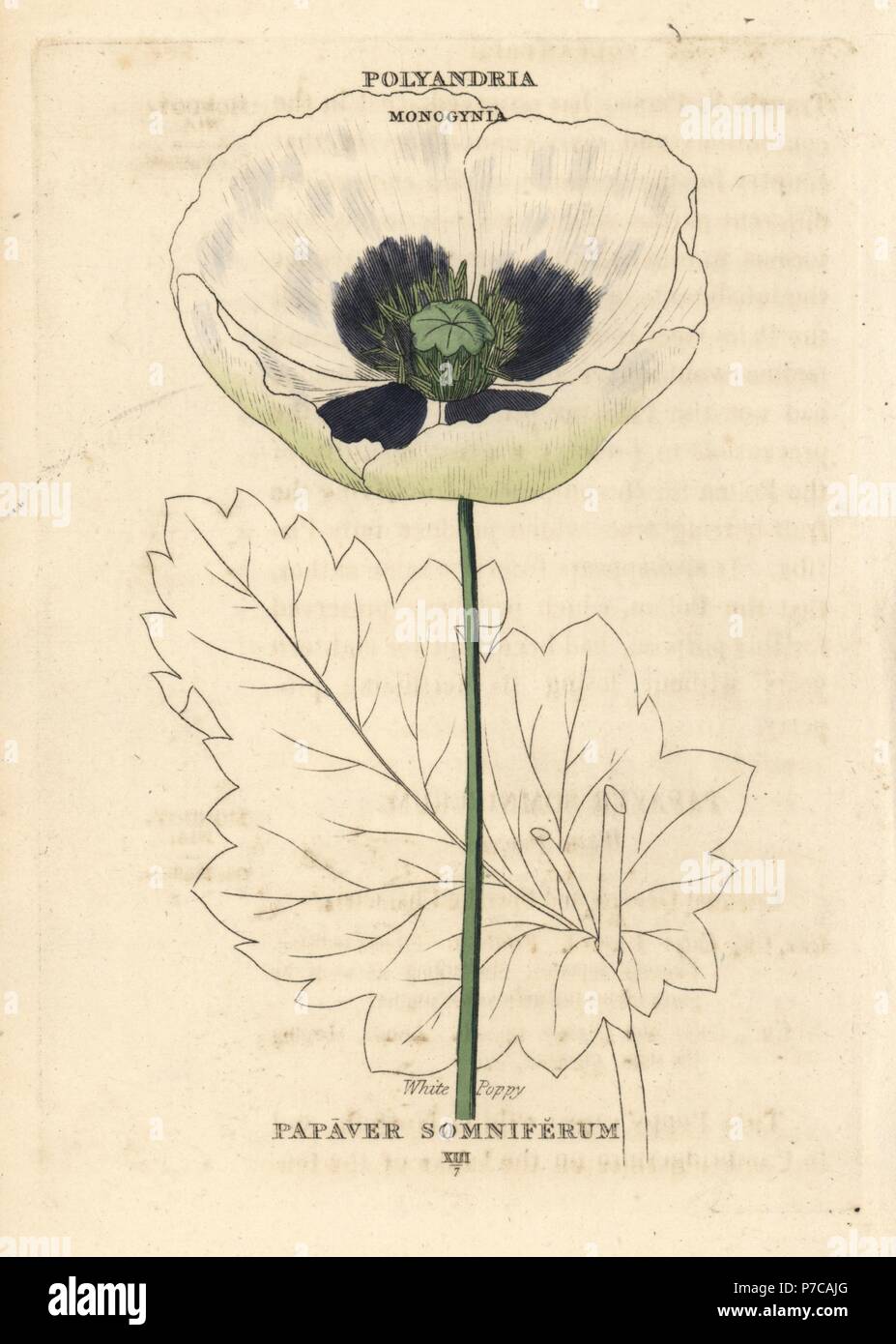 White opium poppy, Papaver somniferum. Handcoloured copperplate ...