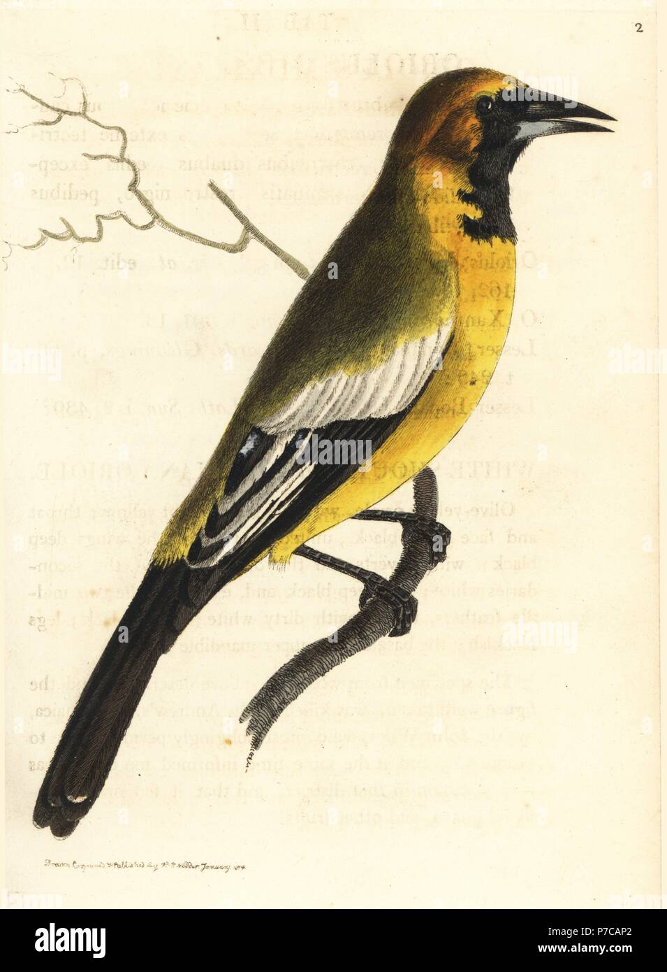 Oriole blackbird, Gymnomystax mexicanus (White-shouldered banana oriole ...