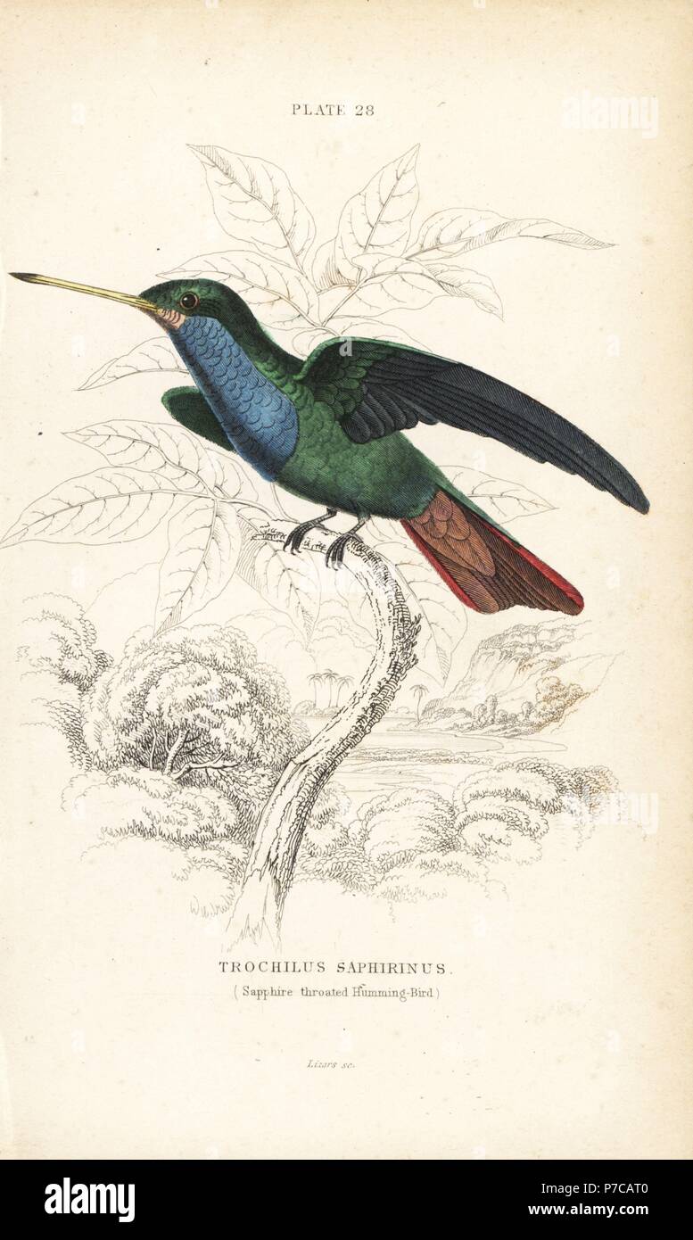 Trochilus sapphirinus hi-res stock photography and images - Alamy