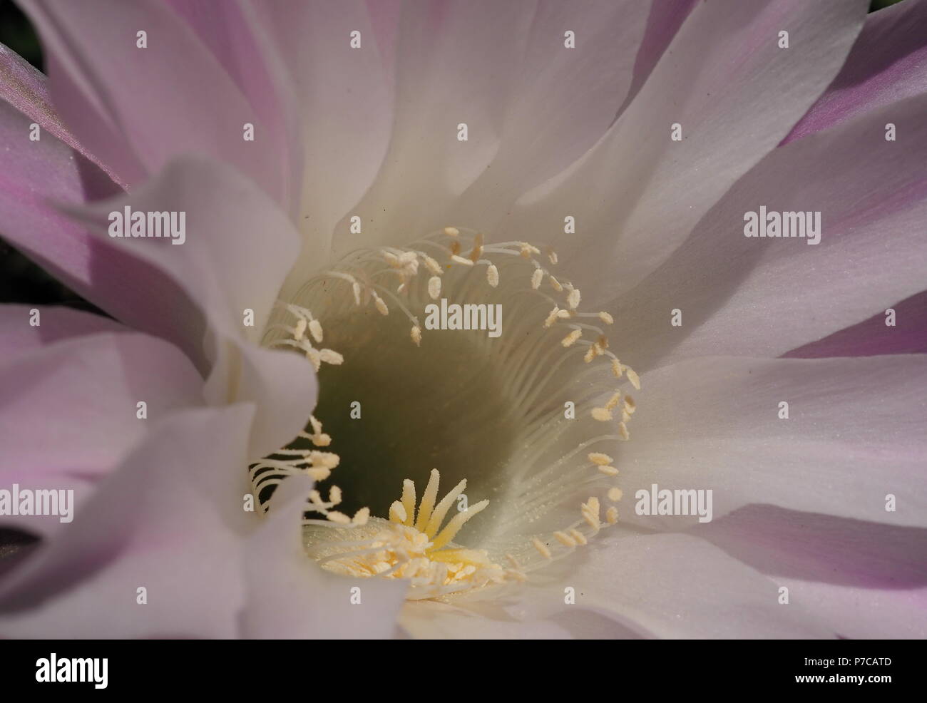 Cactus flower isolatet and zoom Stock Photo - Alamy