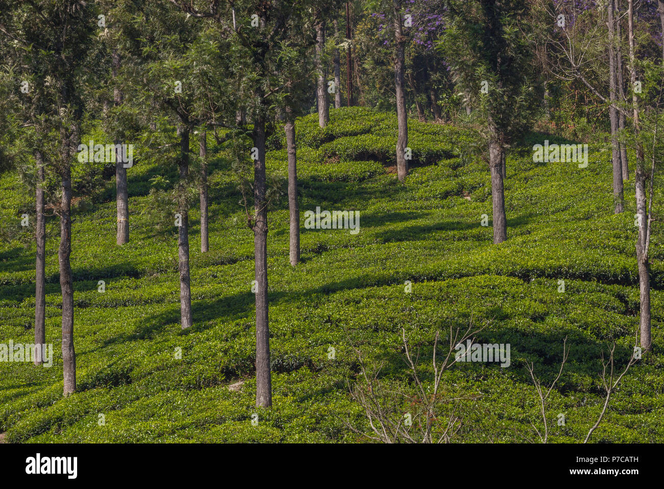 Highland tea plantation Stock Photo - Alamy