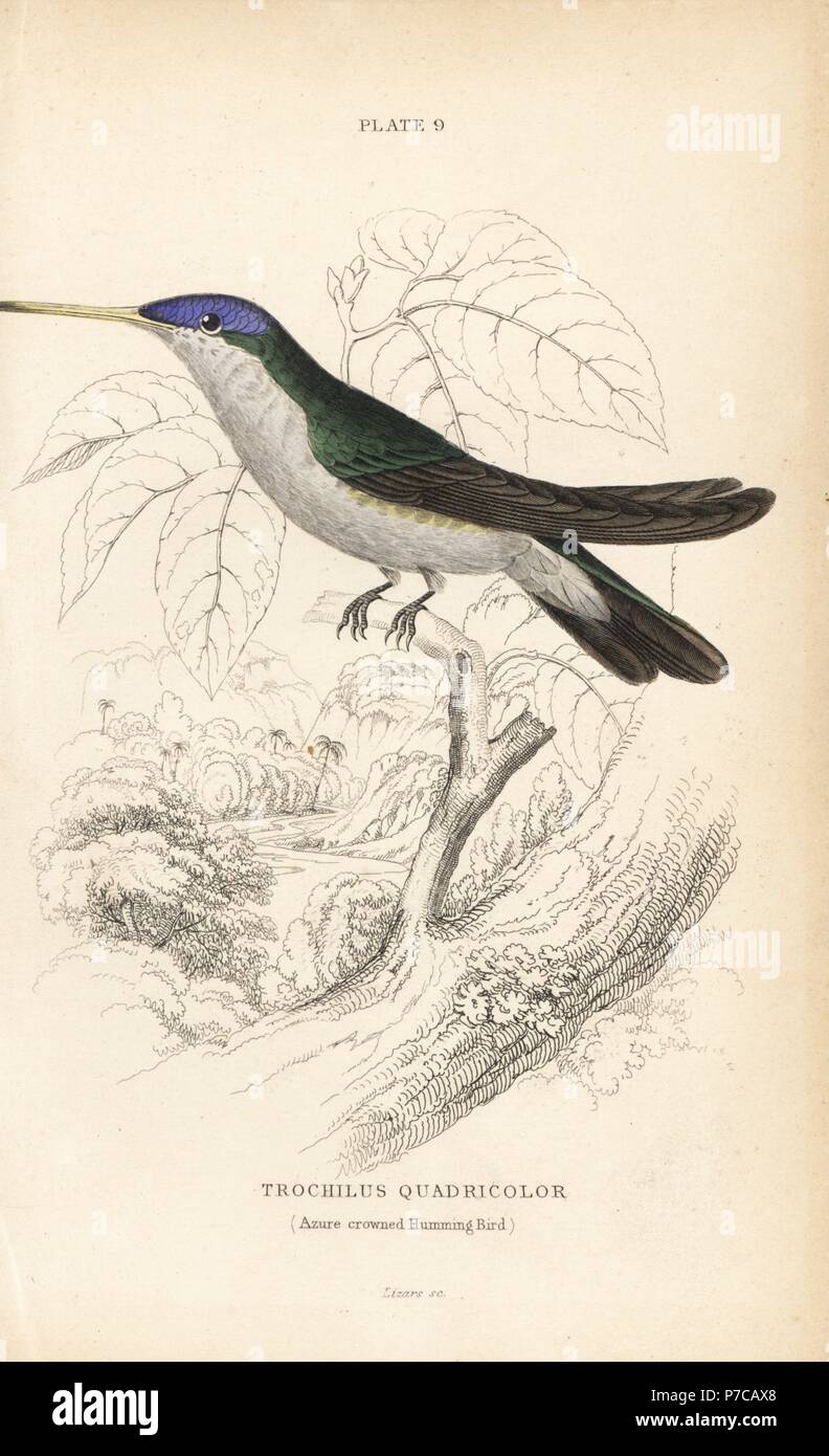 Azure-crowned hummingbird, Amazilia cyanocephala (Trochilus quadricolor ...