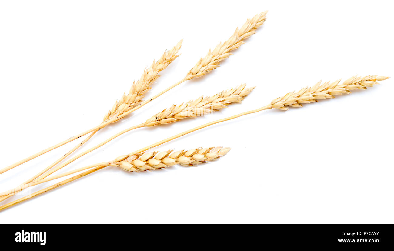 Wheat isolated on white background Stock Photo - Alamy