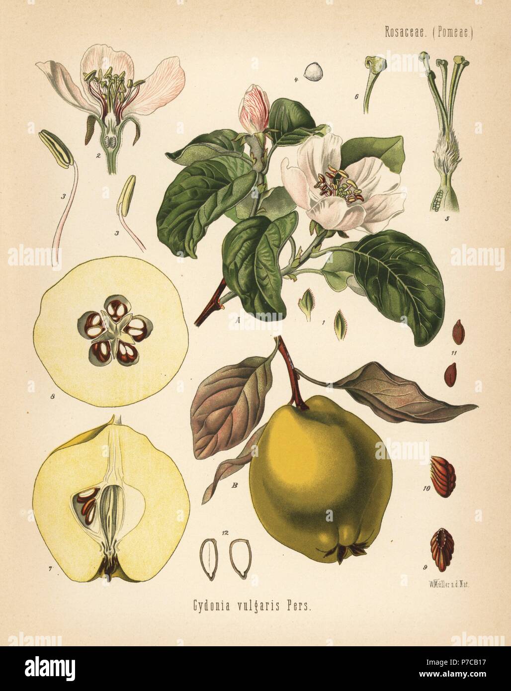 Quince, Cydonia oblonga (Cydonia vulgaris). Chromolithograph after a ...