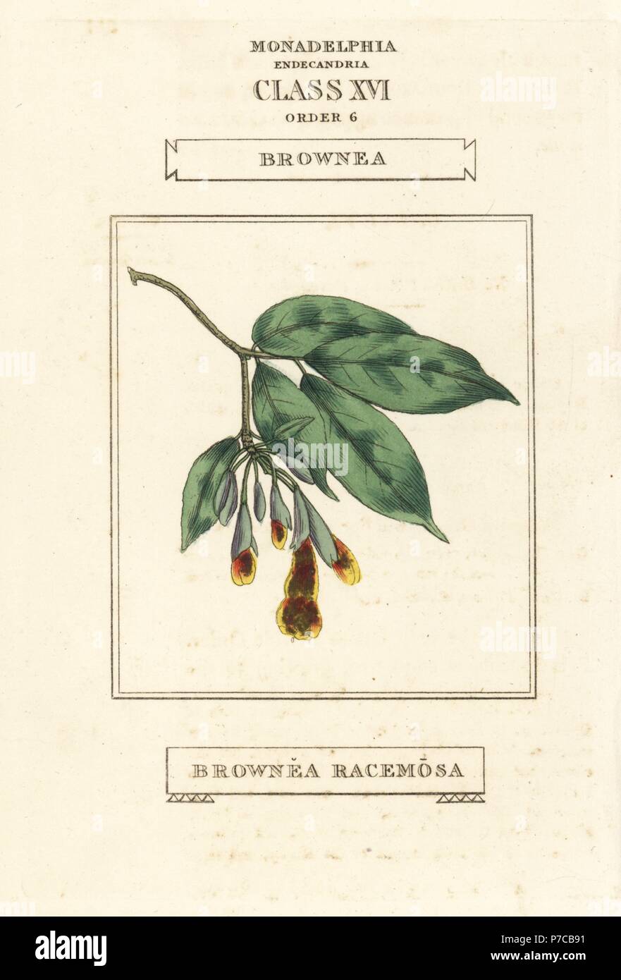 Scarlet flame bean, Brownea coccinea subsp. capitella (Brownea racemosa ...