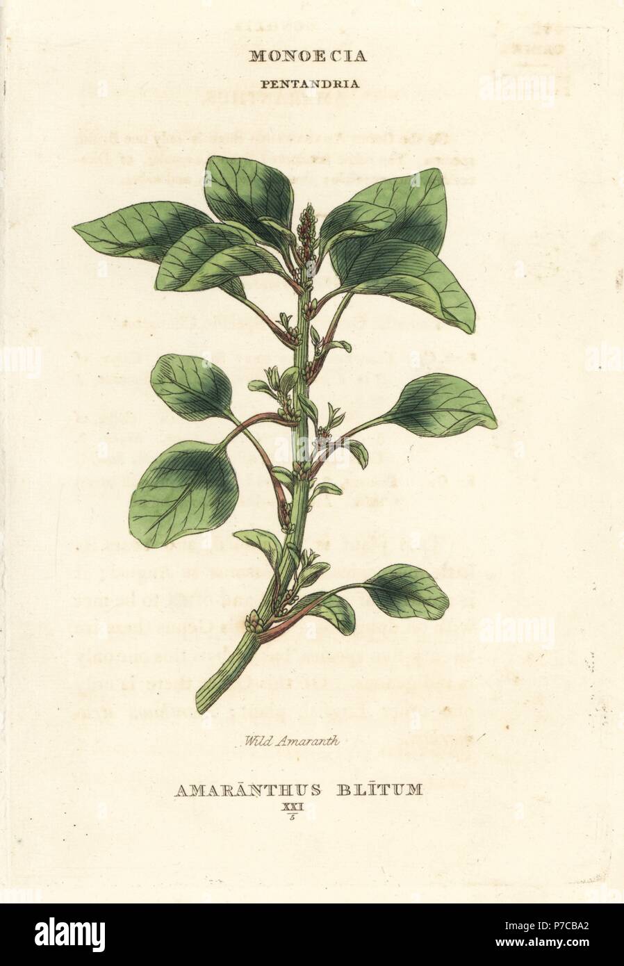Wild or purple amaranth, Amaranthus blitum. Handcoloured copperplate ...