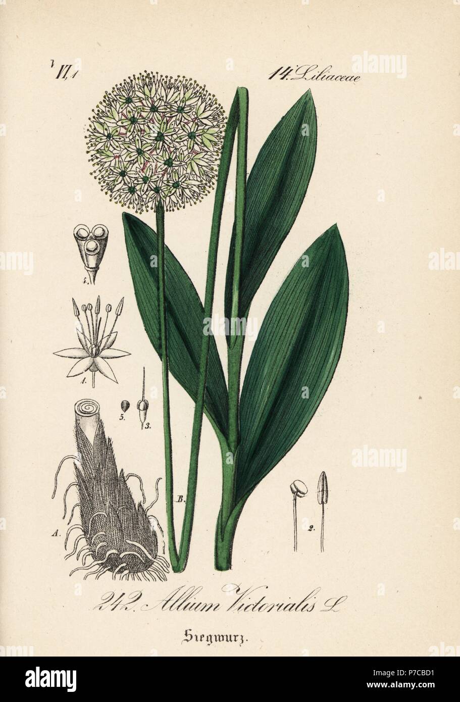 Victory onion or Alpine leek, Allium victorialis. Handcoloured ...