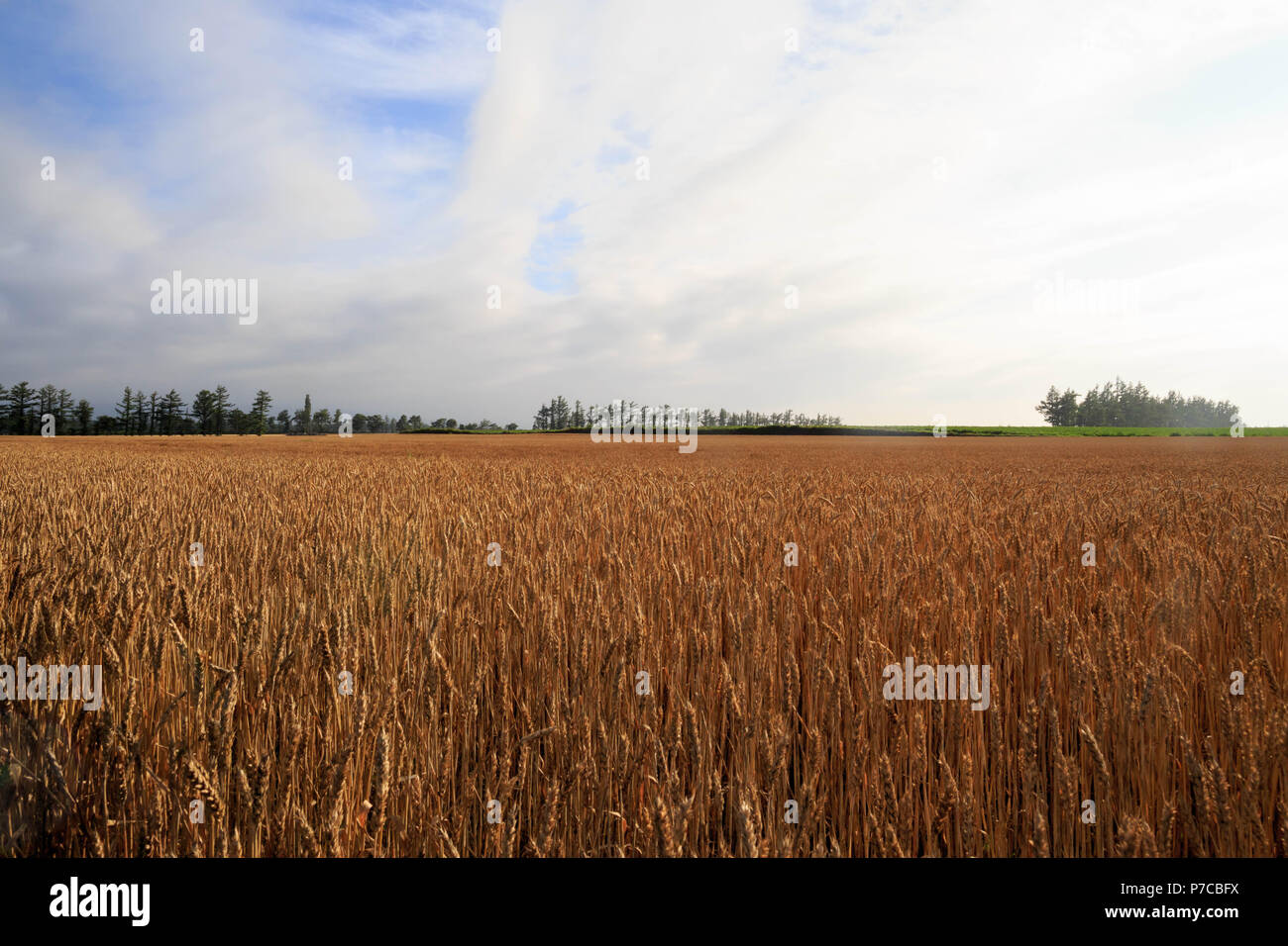 Growing wheat in japan hi-res stock photography and images - Alamy