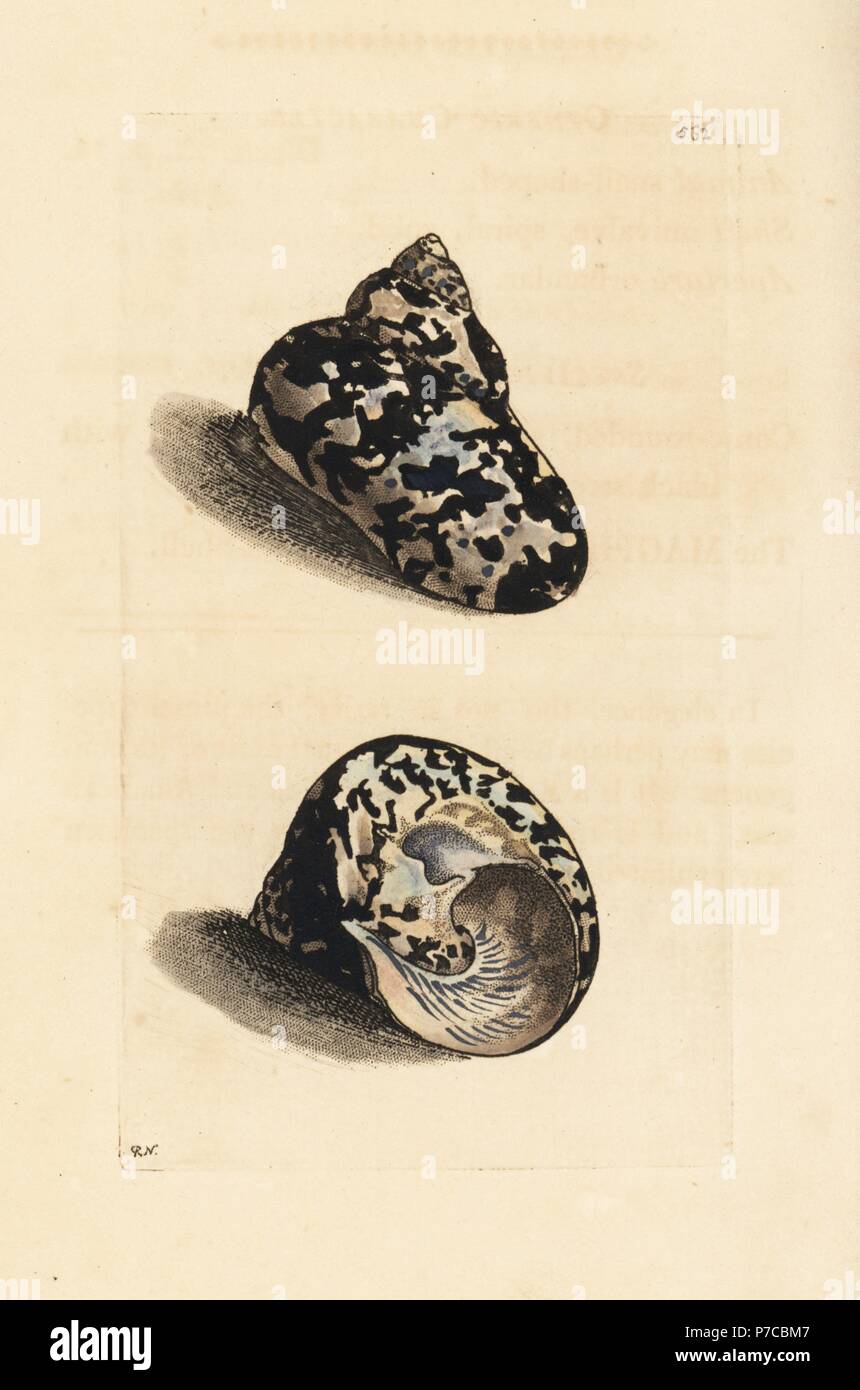 Pica turbo hi-res stock photography and images - Alamy