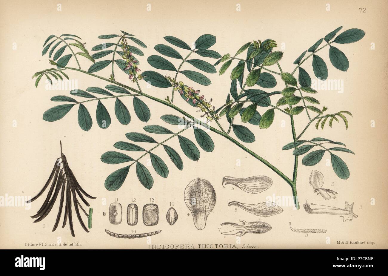 Indigofera Tinctoria Illustration