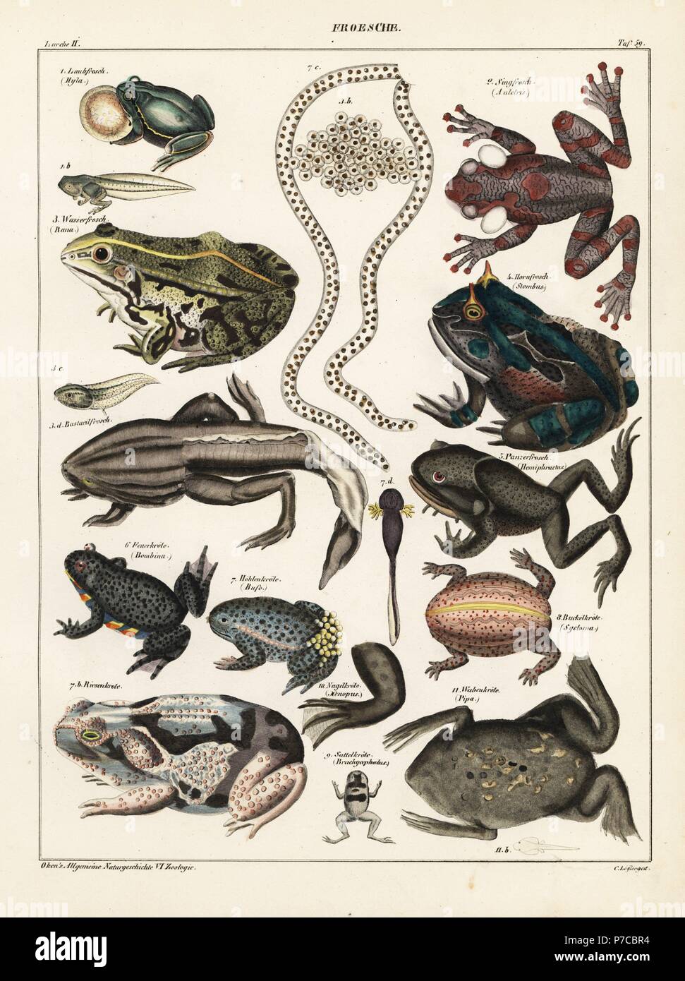 Frogs, toads and tadpoles. European tree frog, Hyla arborea, rattle ...