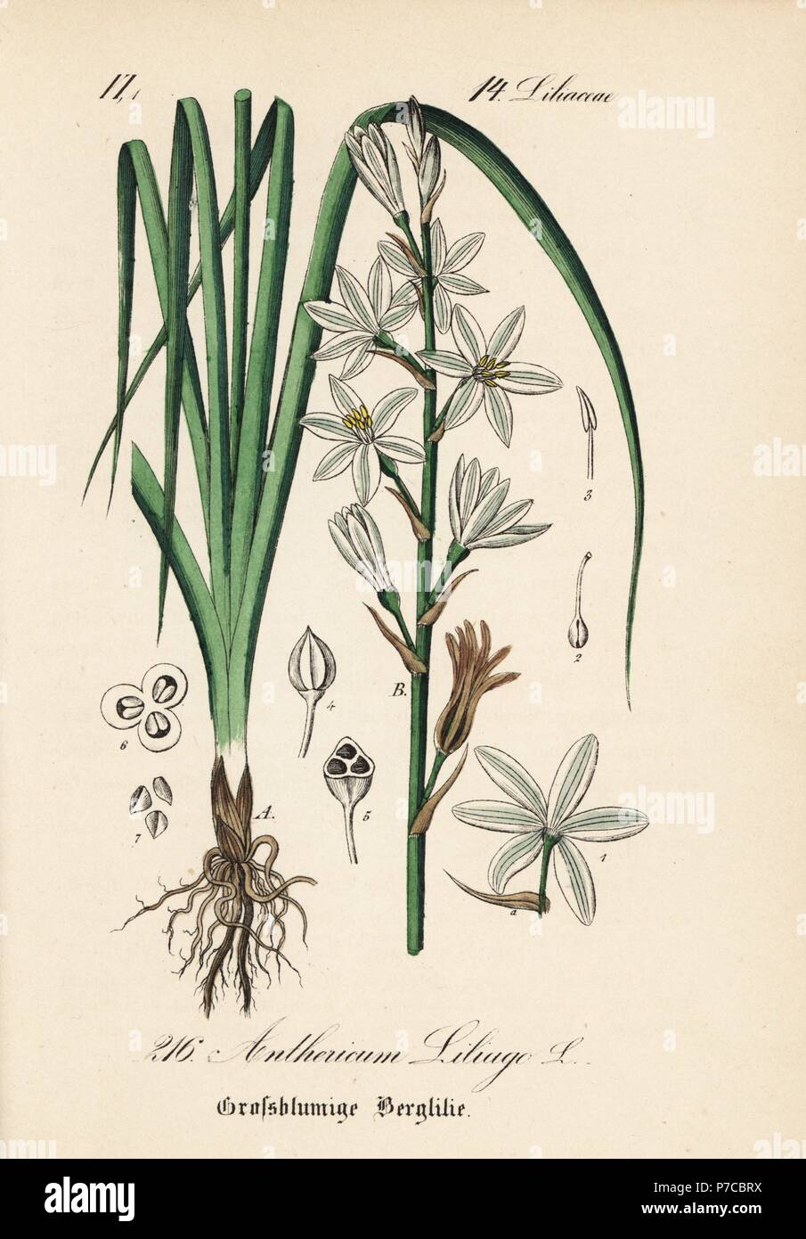 St Bernard's lily, Anthericum liliago. Handcoloured lithograph from ...