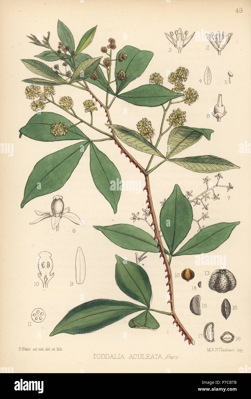 Toddalia aculeata hi-res stock photography and images - Alamy