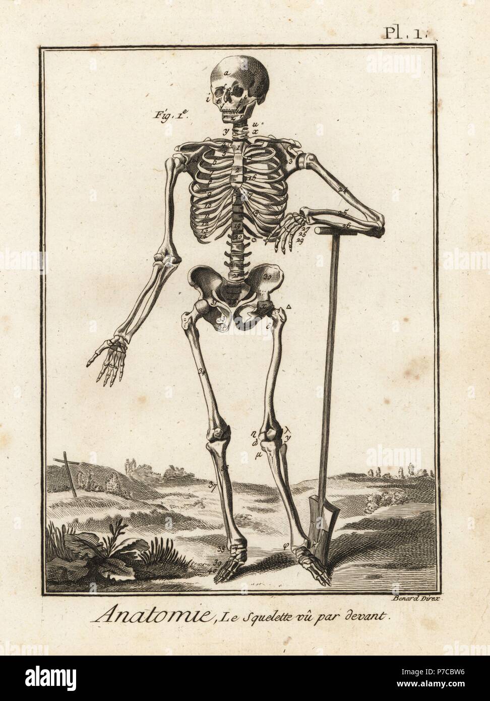 Vesalius skeleton with skull hi-res stock photography and images - Alamy