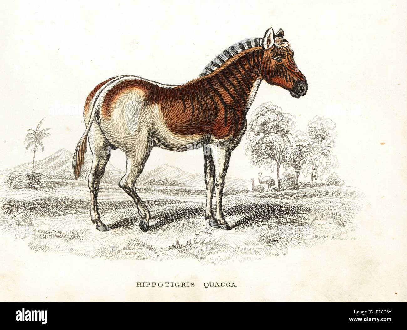 Quagga, Equus quagga quagga (Hippotigris quagga) extinct species of ... Quagga, Equus quagga quagga (Hippotigris quagga) extinct species of ...