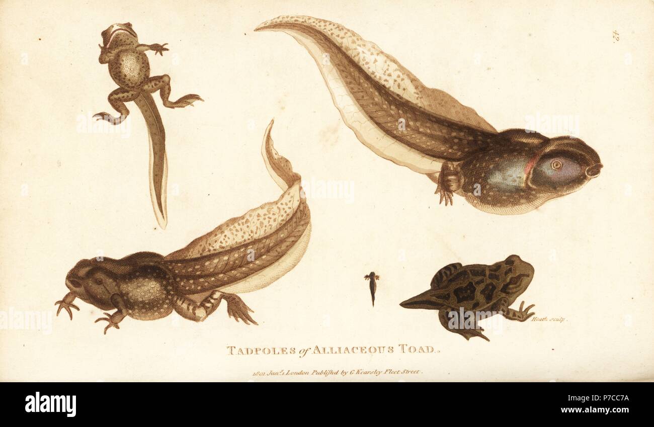 Tadpoles of the spadefoot or garlic toad, Pelobates fuscus (alliaceous ...