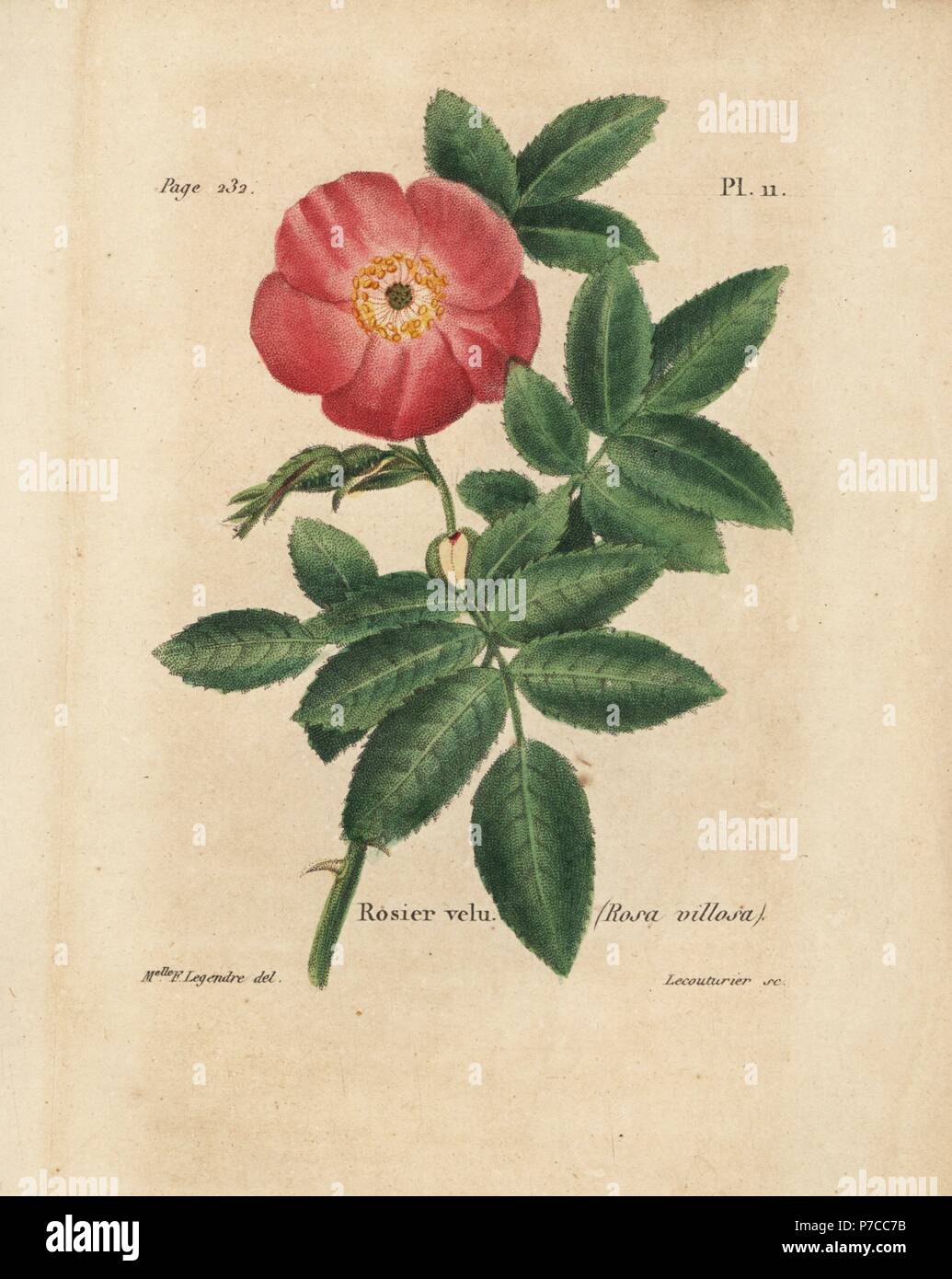 Apple rose, Rosier velu, Rosa villosa. Handcoloured lithograph by ...