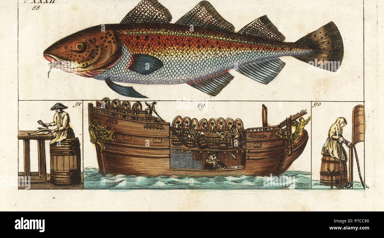 Gutting cod fish hi-res stock photography and images - Alamy