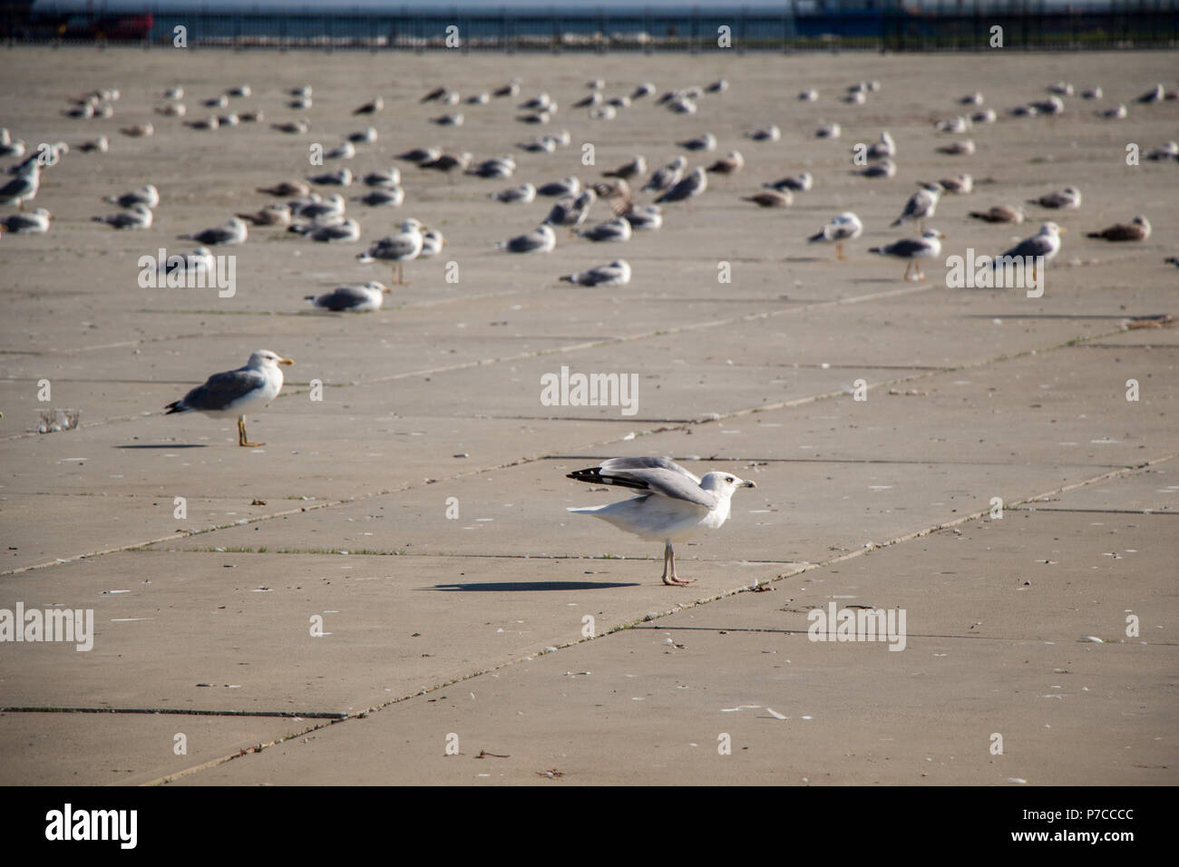 Seagulls are having a rest on a concrete ground Stock Photo - Alamy