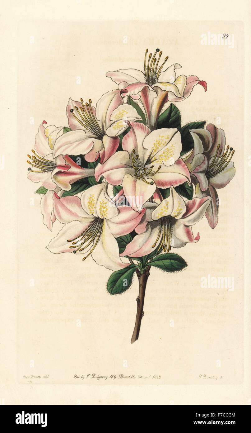 Azalea altaclerensis hi-res stock photography and images - Alamy