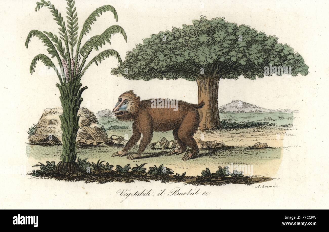 Mandrill, Mandrillus sphinx (vulnerable), under a baobab tree ...