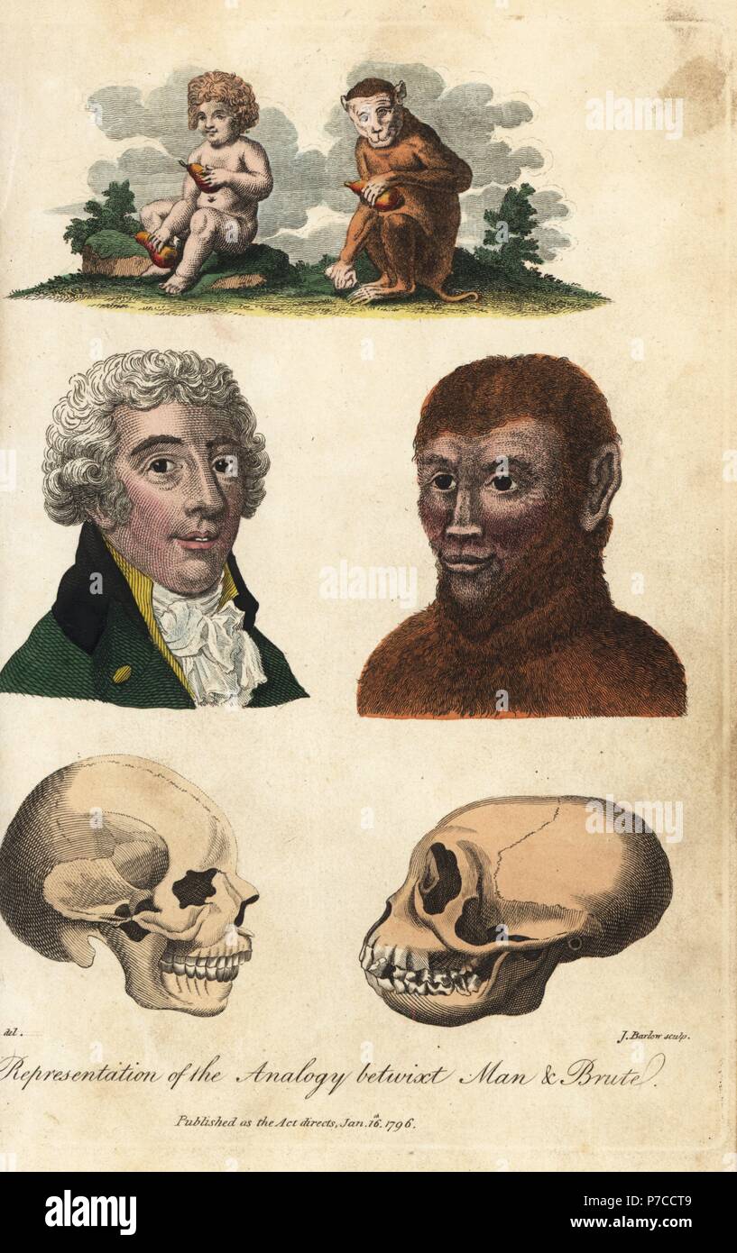 Human and ape anatomy hi-res stock photography and images - Alamy