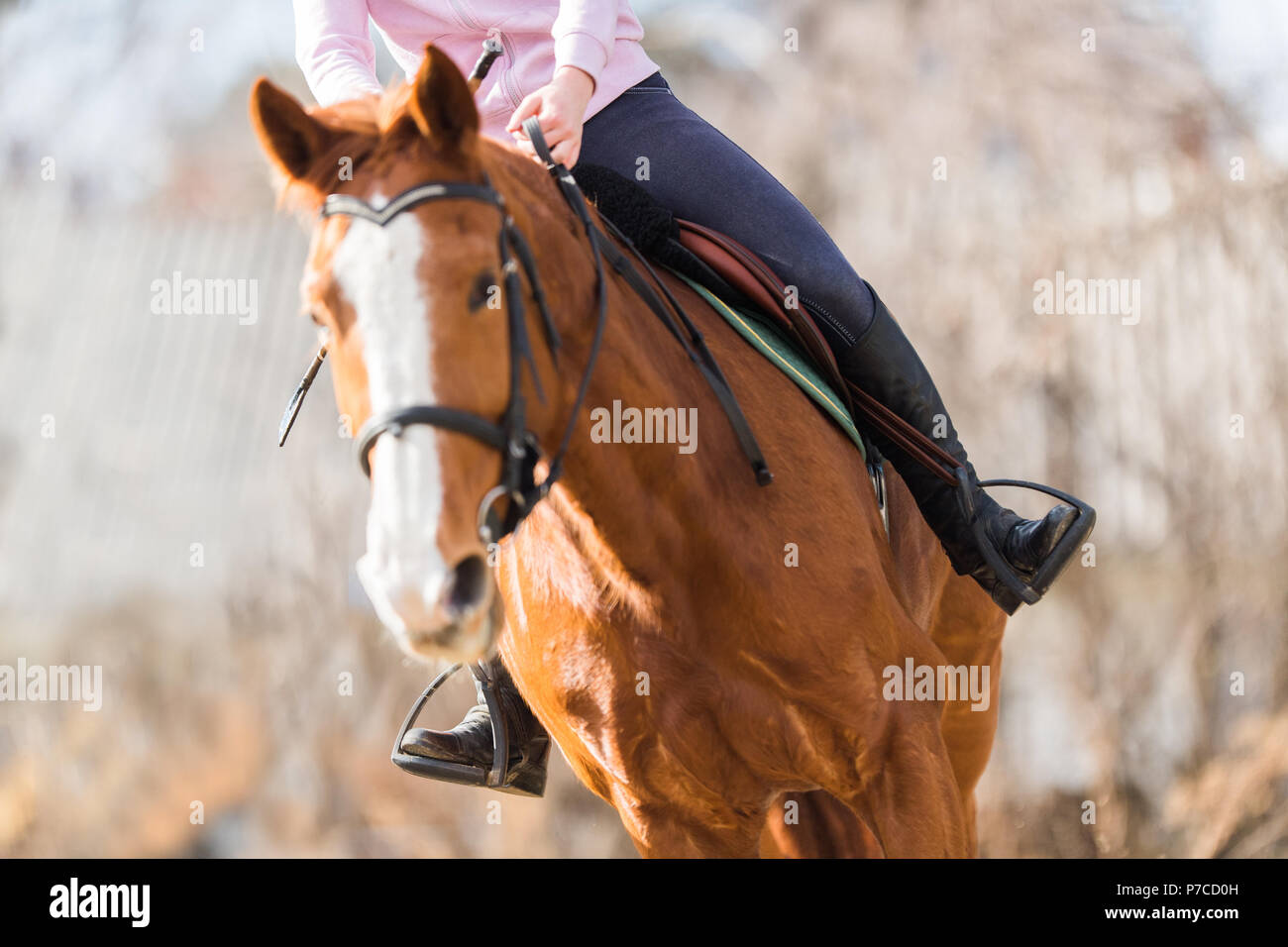 Young pretty girl riding a horse Stock Photo - Alamy