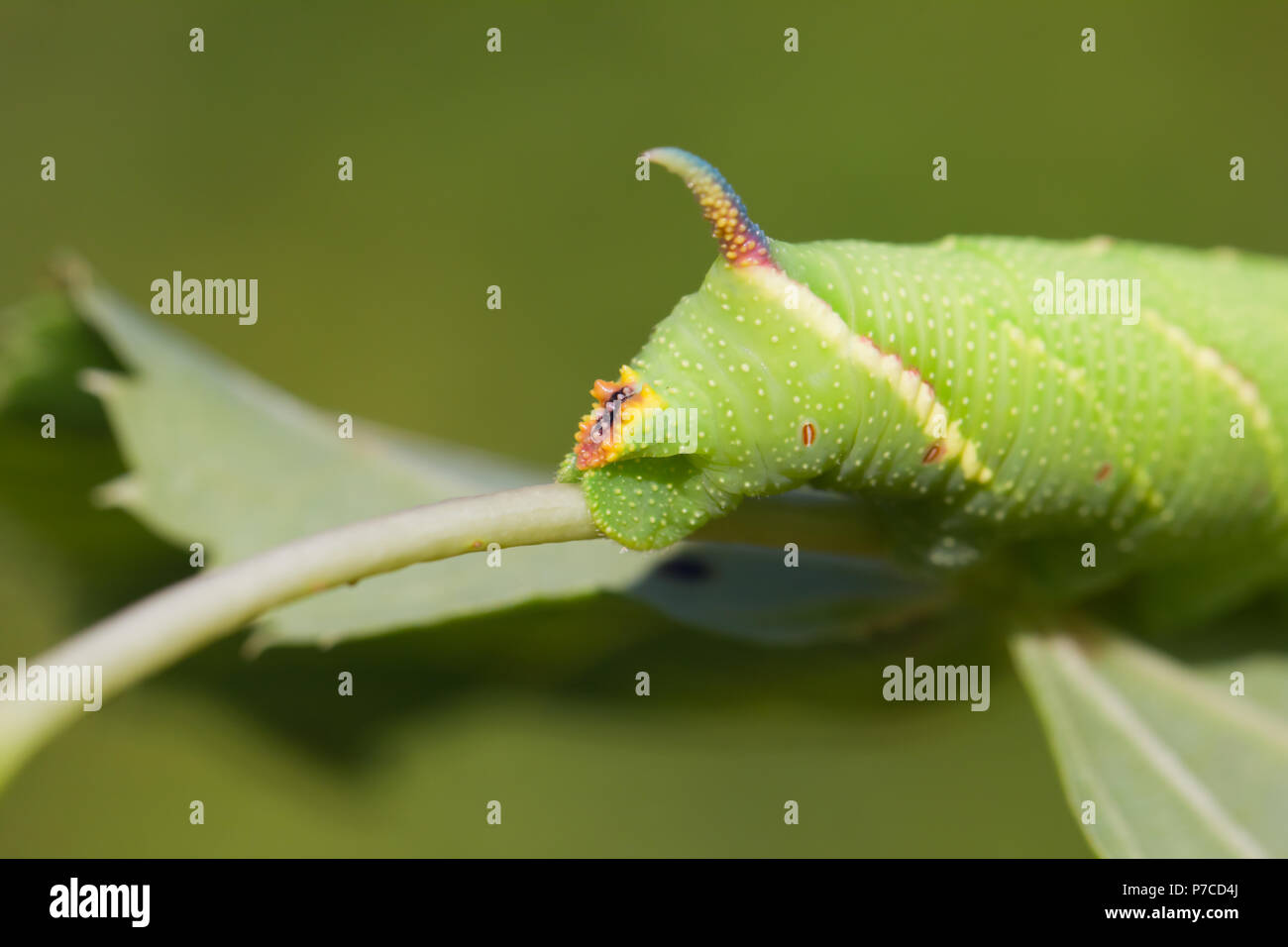 Lime hawk-moth caterpillar Stock Photo - Alamy