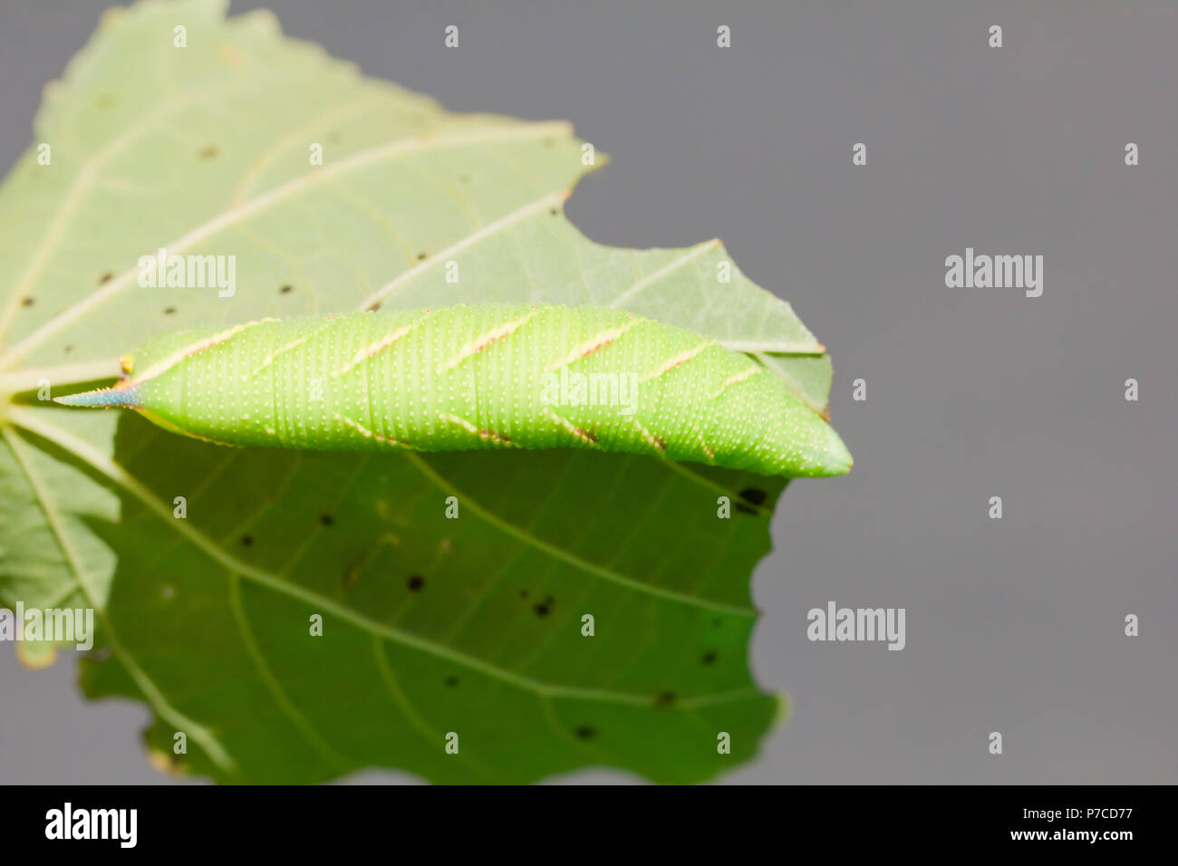 Lime hawk-moth caterpillar Stock Photo - Alamy