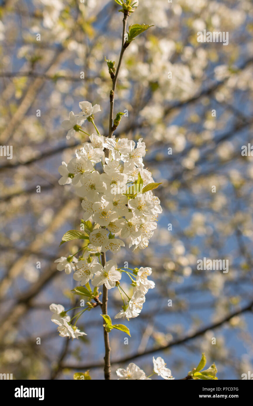 Tree bloom blossom beautiful flowers in spring season Stock Photo - Alamy