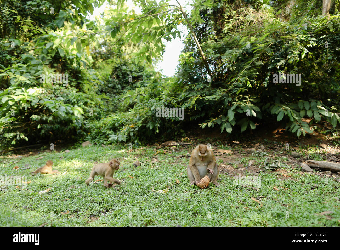 Wild little monkeys sitting on grass and eating coconut Stock Photo - Alamy